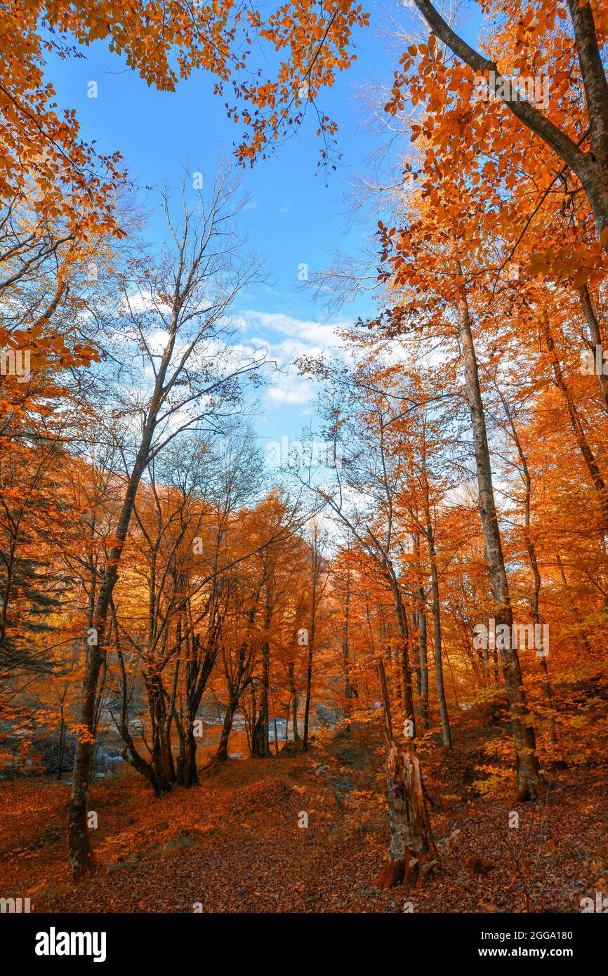 Autumn and trees in the forest. It's leaf fall time Stock Photo - Alamy