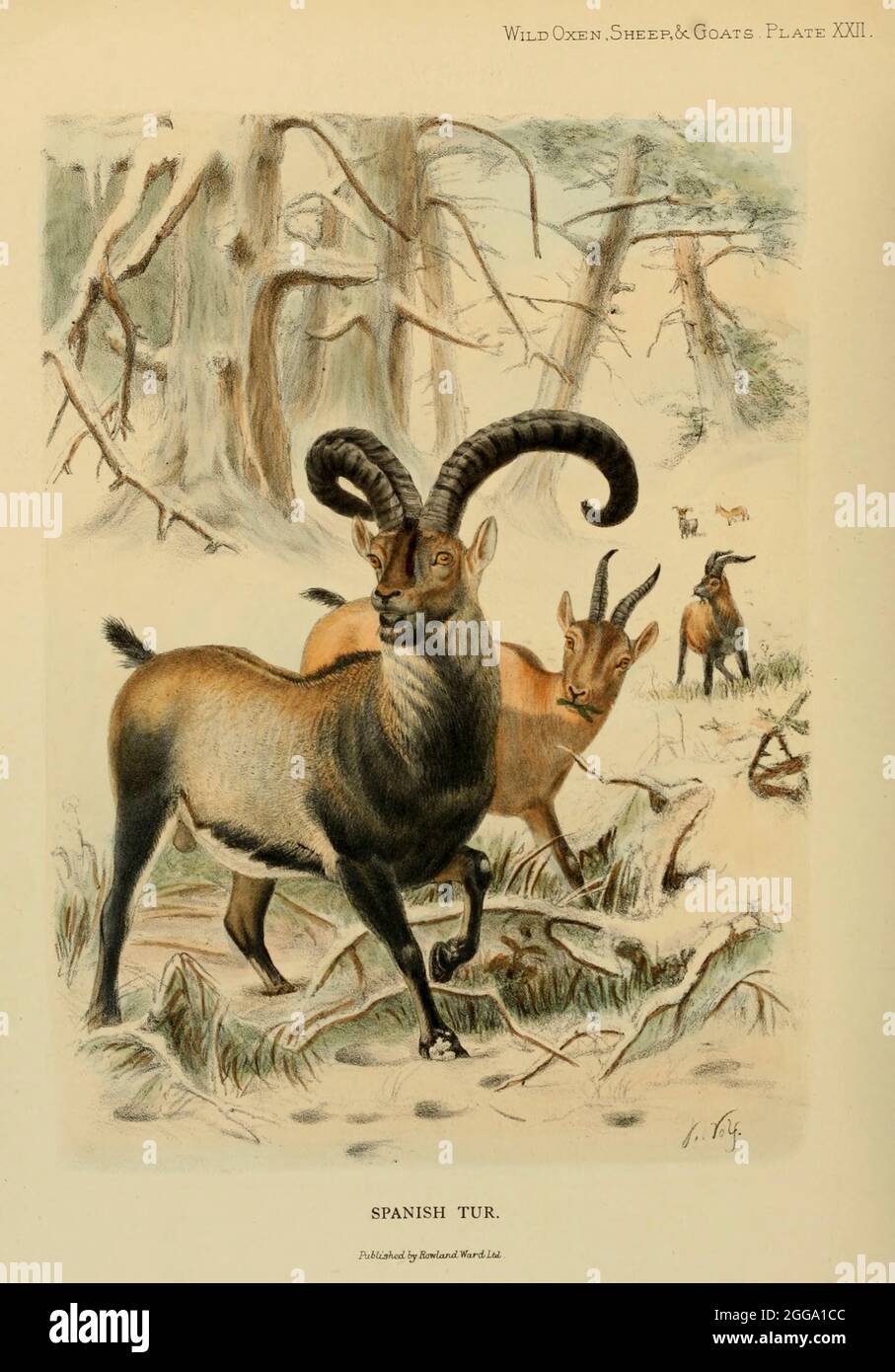 The Iberian ibex (Capra pyrenaica), also known as the Spanish ibex ...