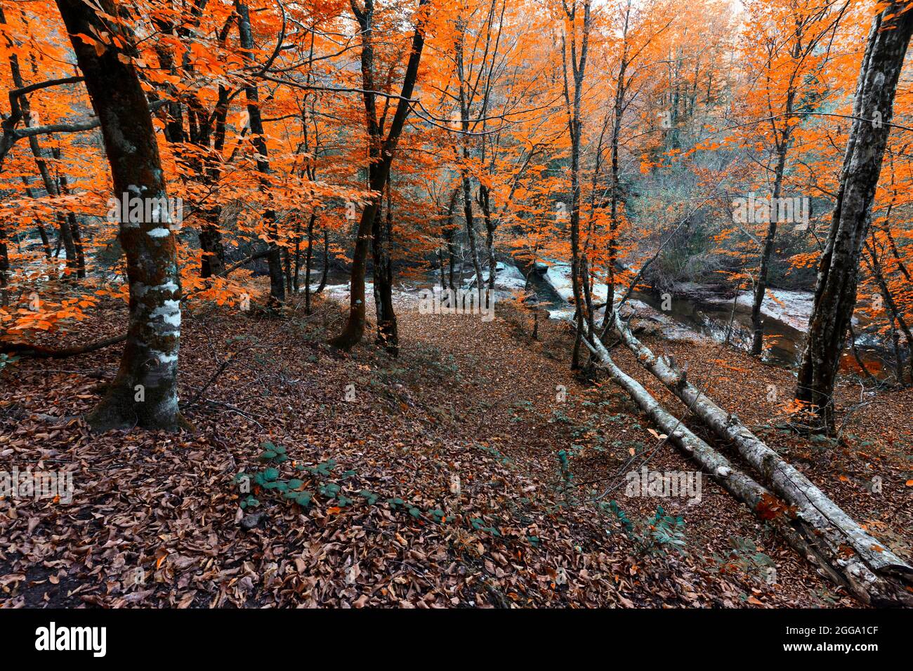 Autumn and trees in the forest. It's leaf fall time Stock Photo - Alamy