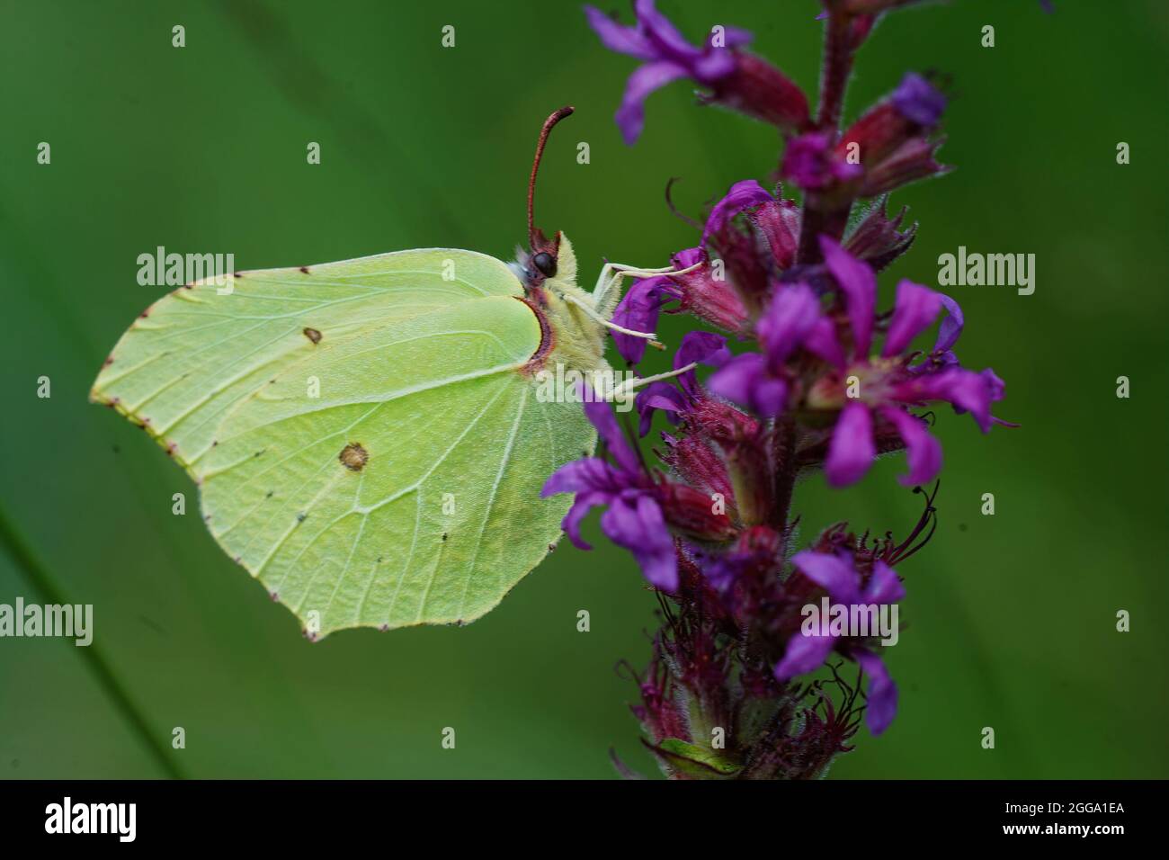 Closeup of the common brimstone buterfly, Gonepteryx rhamni, on Stock ...
