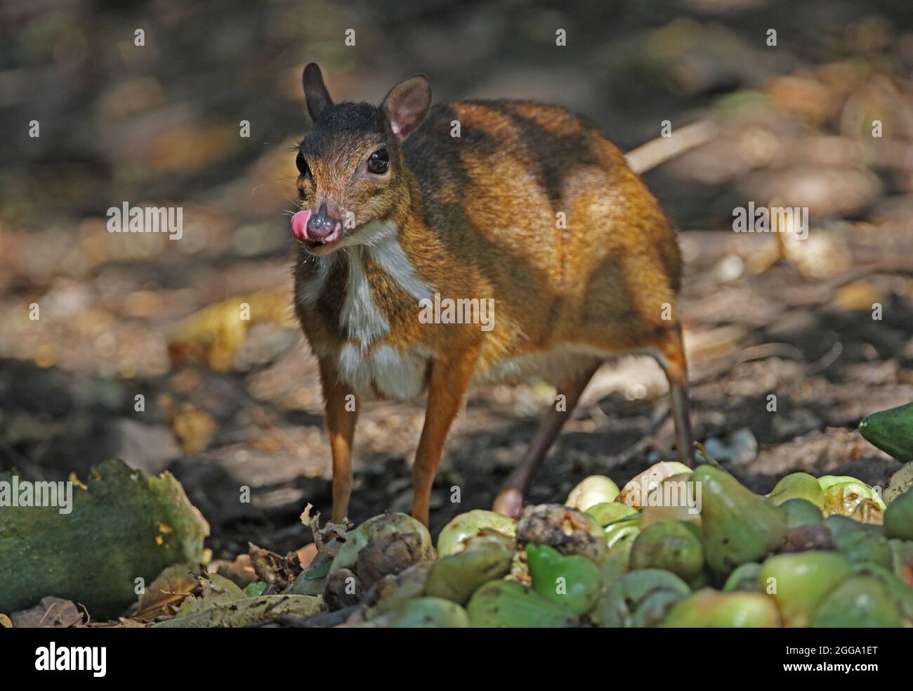 Lesser indo malayan chervotain hi-res stock photography and images - Alamy