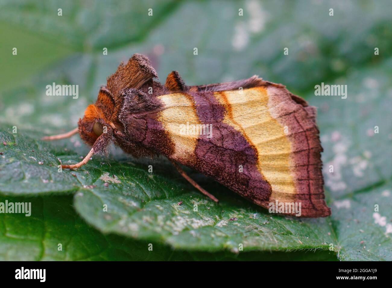 Gold spot moth hi-res stock photography and images - Alamy