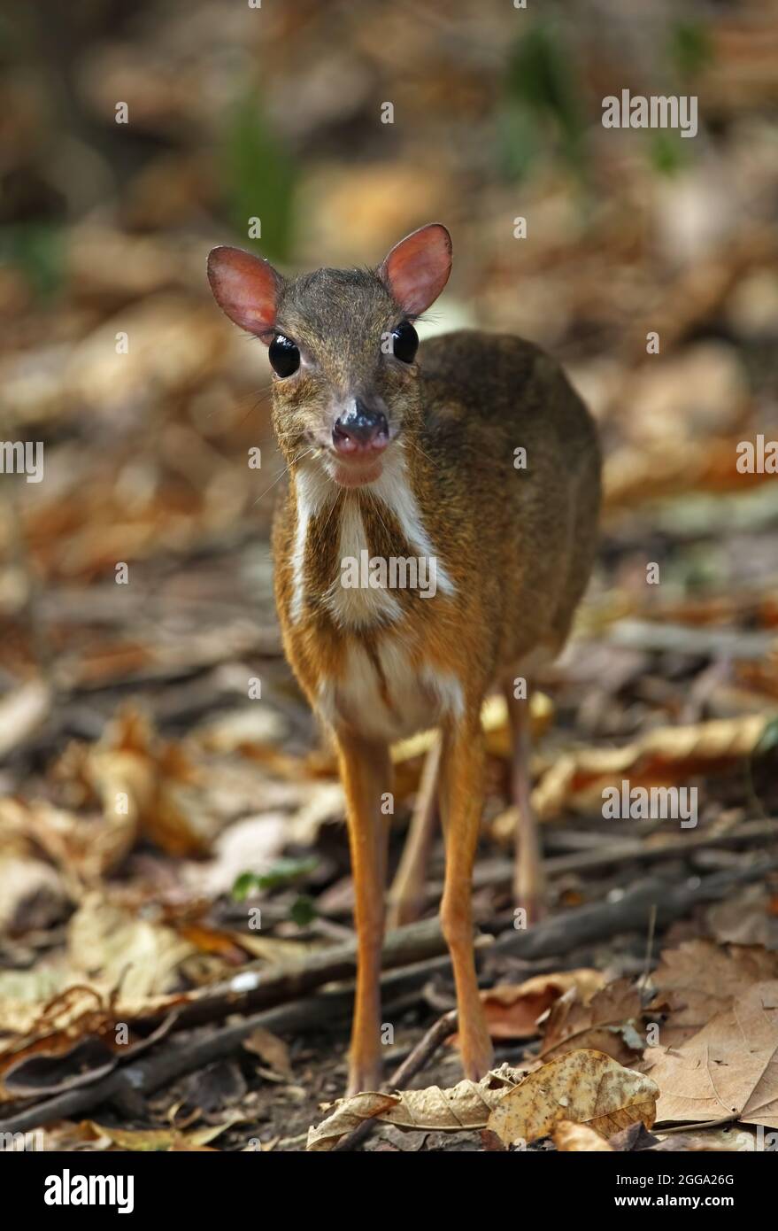 Lesser Mousedeer (Tragulus kanchil) fawn in forest clearing Kaeng ...