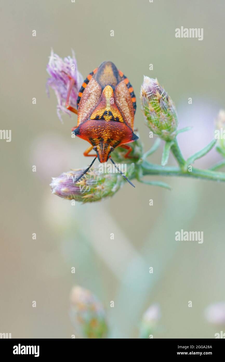 Vertical closeup on the colorful Carpocoris mediterraneus atlanticus ...