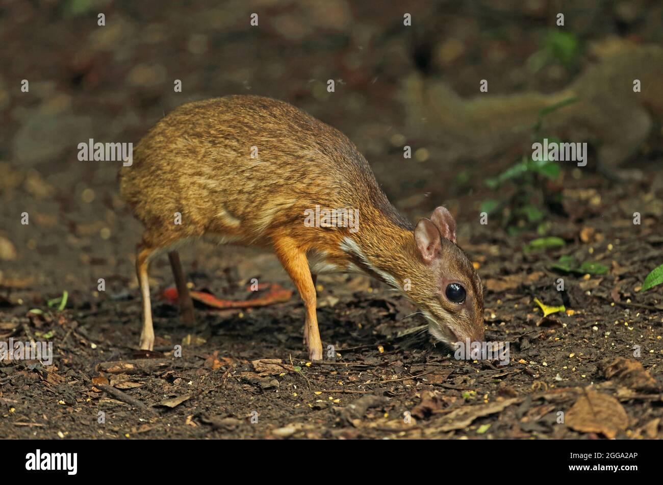 Lesser Mousedeer (Tragulus kanchil) adult male feeding from ground ...
