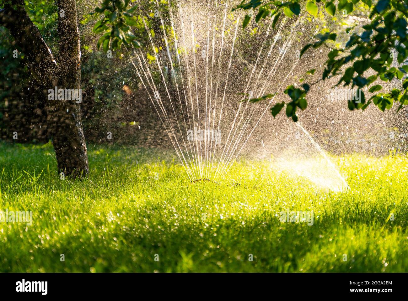 Sparkling grass in the sunlight hi-res stock photography and images - Alamy
