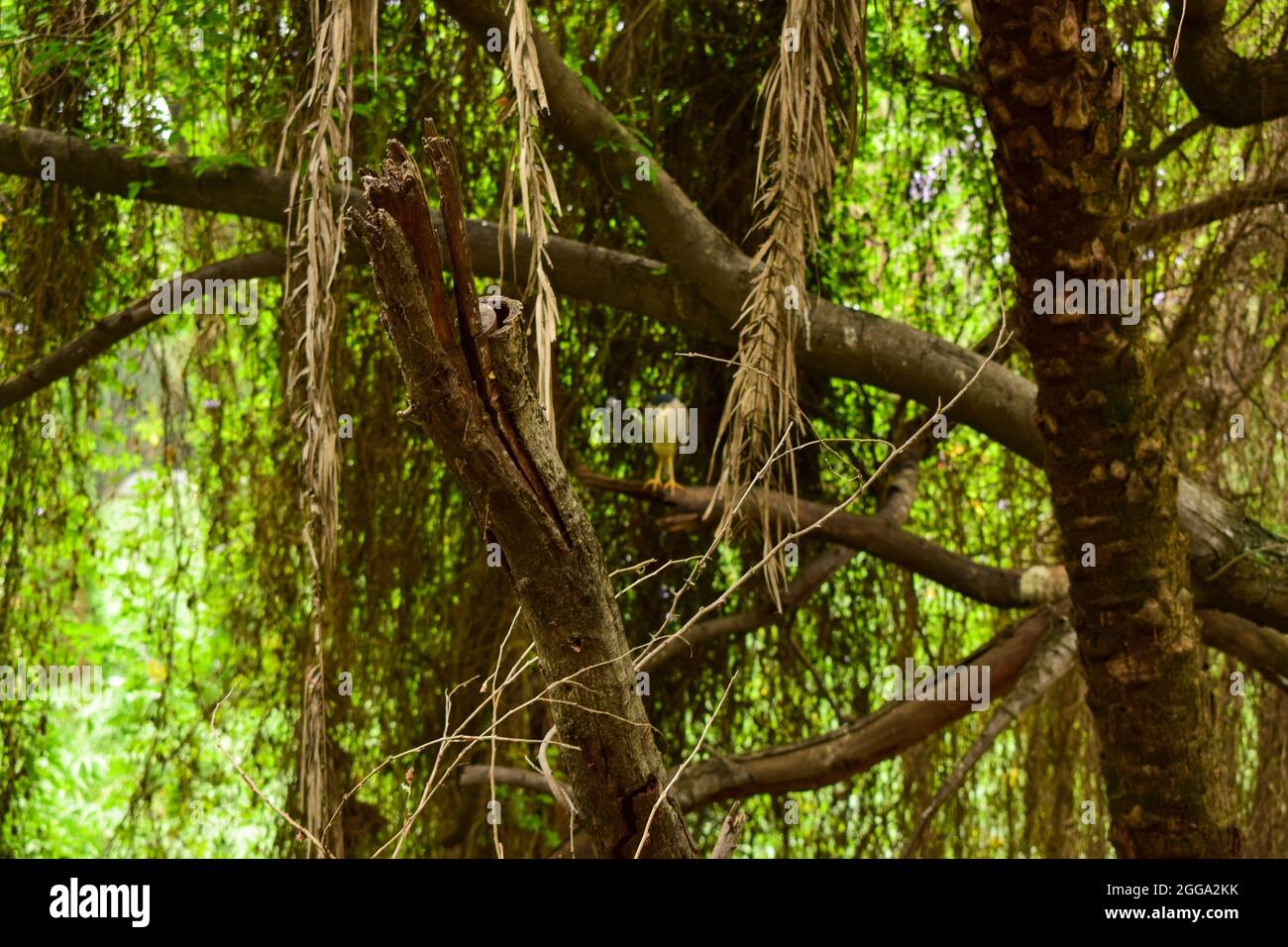 Deer,Birds and Lake, Green Tree and Sky in Deep Natural Rain forest ...