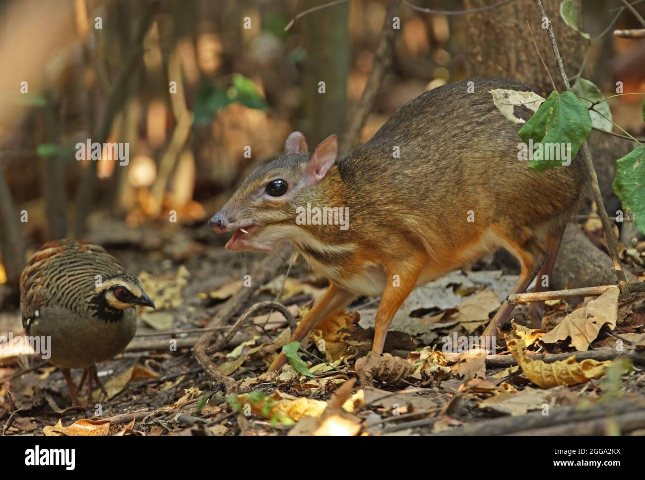 Malayan partridge hi-res stock photography and images - Alamy