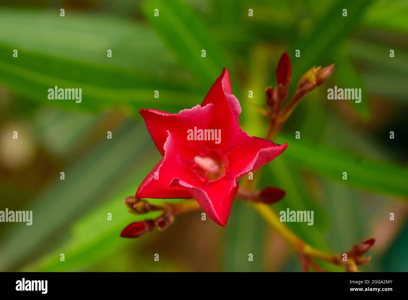 Big Red Flowers Tree in Garden Close-up Floral Macro Stock Photograph ...