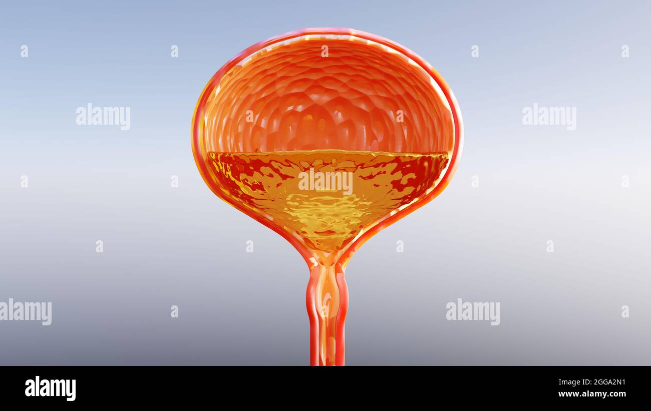 3d illustration of urinary system, bladder with urine, 3d render, 3d ...