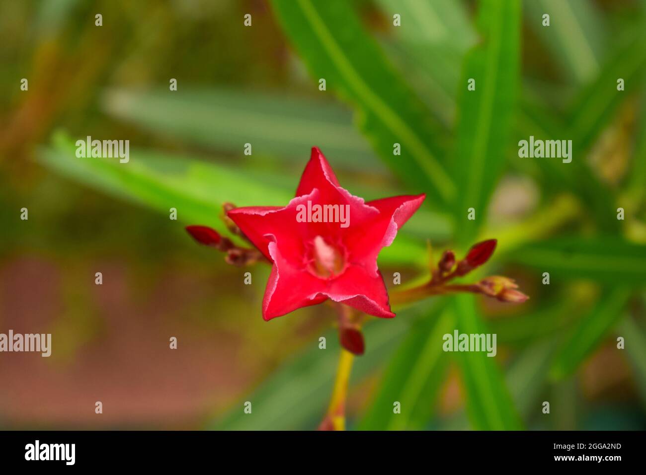 Big Red Flowers Tree in Garden Close-up Floral Macro Stock Photograph ...
