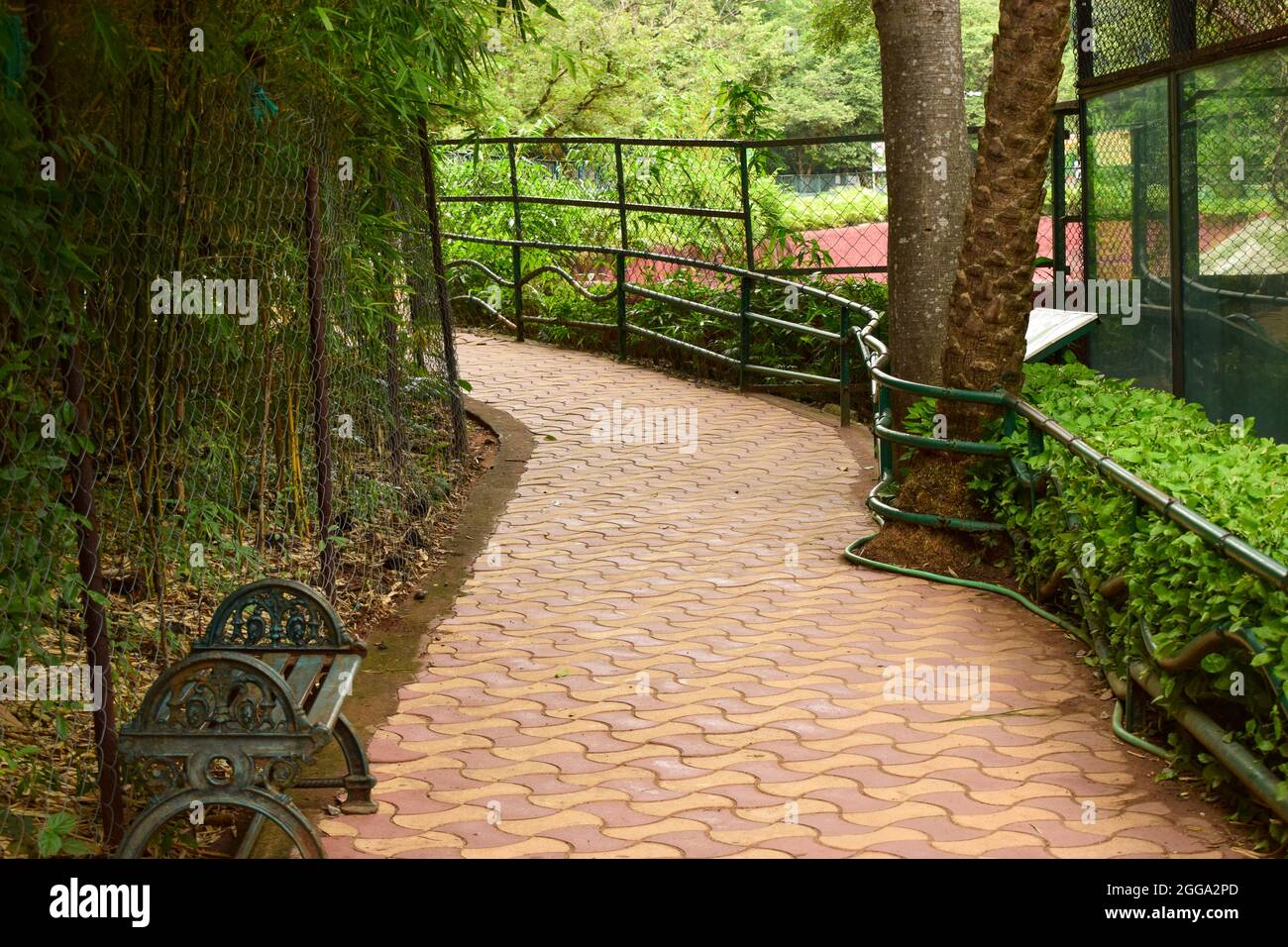 Dirty Wet Road Pathway and Green Trees in Rainy Season Background Stock ...