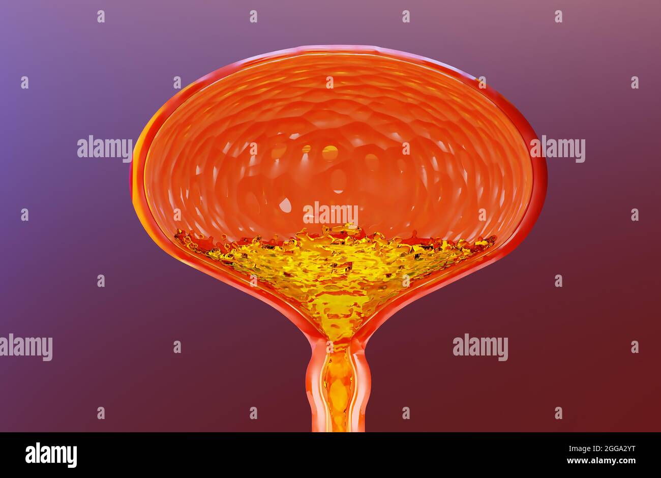 3d illustration of urinary system, bladder with urine, 3d render, 3d ...