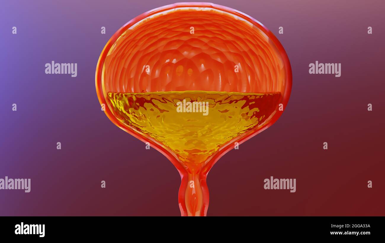 3d illustration of urinary system, bladder with urine, 3d render, 3d ...