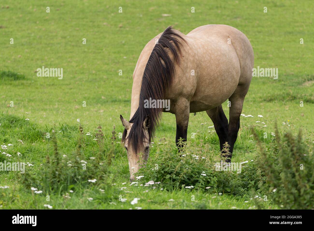 Fawn colour hi-res stock photography and images - Alamy