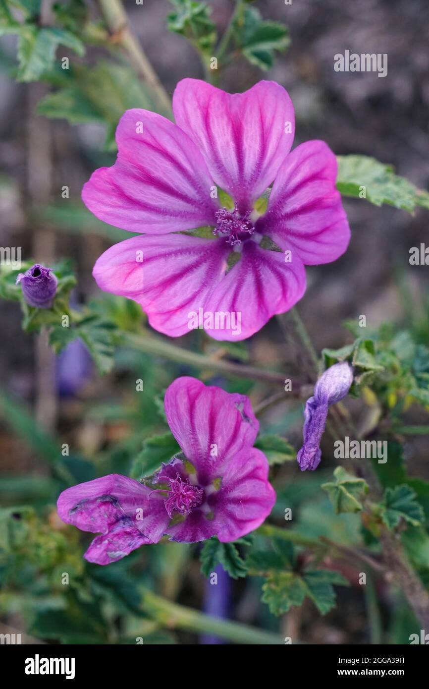 Vertical closeup on the purple flower of Mallow, Malva sylvestris Stock ...