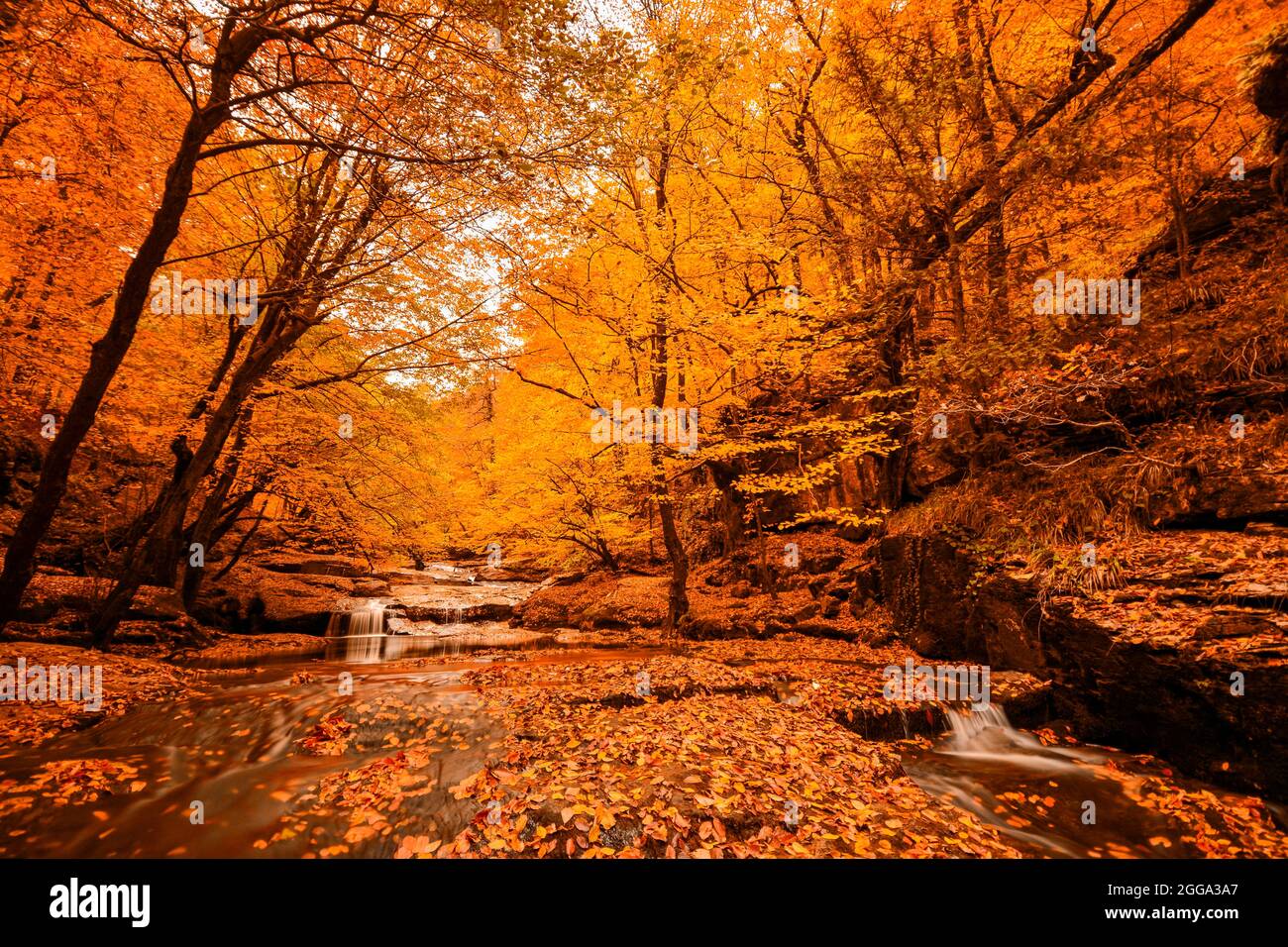 Autumn in the forest, deciduous trees and waterfalls. Defoliation time ...