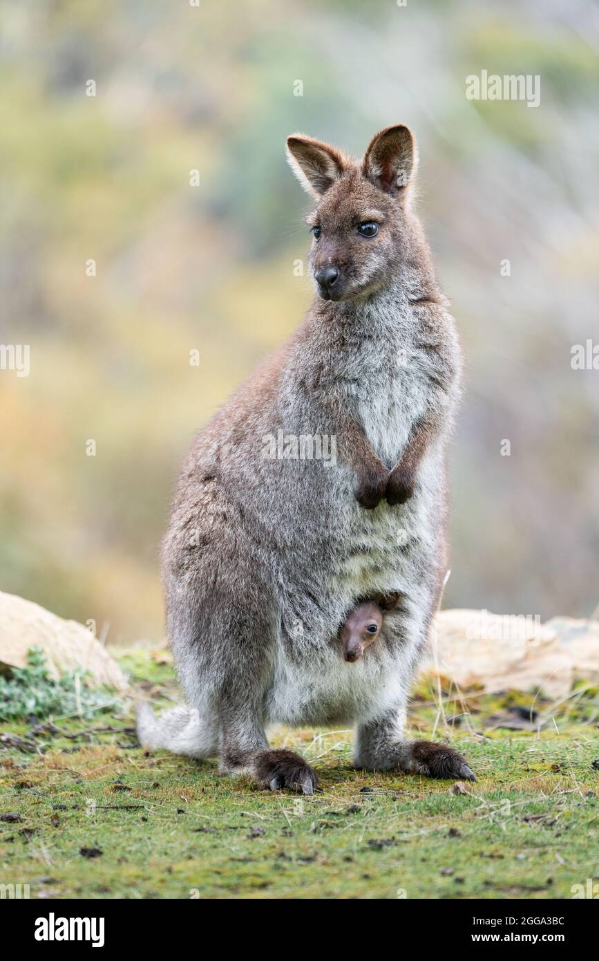 Closeup of a red-necked wallaby with a joey in its pouch Stock Photo ...