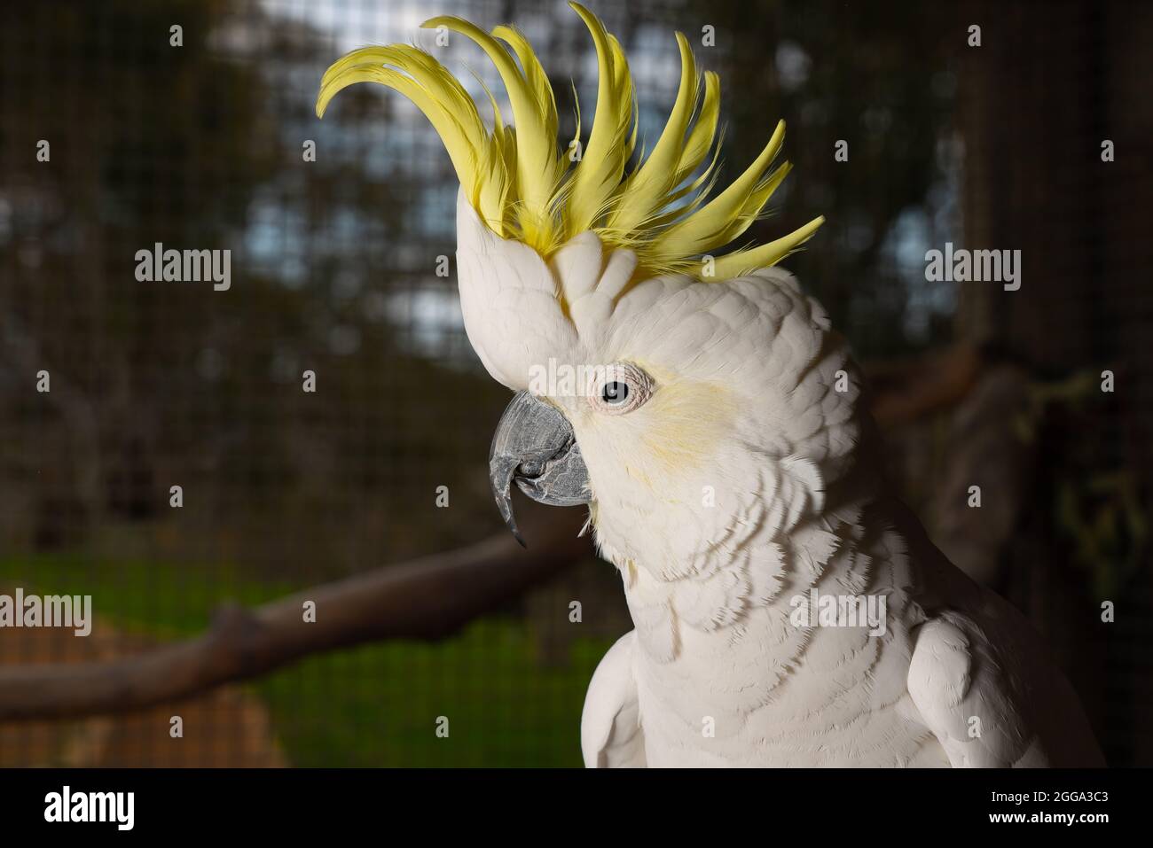 Closeup of a Sulphur-crested Cockatoo in a zoo Stock Photo - Alamy