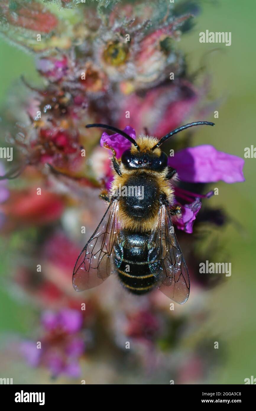 Closeup of a male of the purple loosestrife bee, Melitta nigricans ...