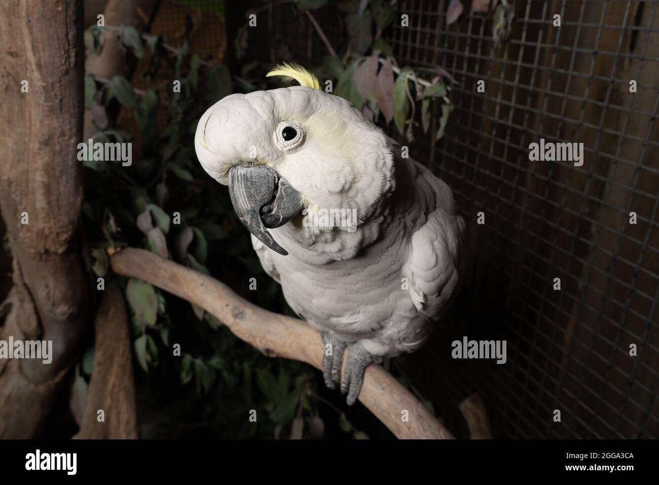 Closeup of a Sulphur-crested Cockatoo in a zoo Stock Photo - Alamy