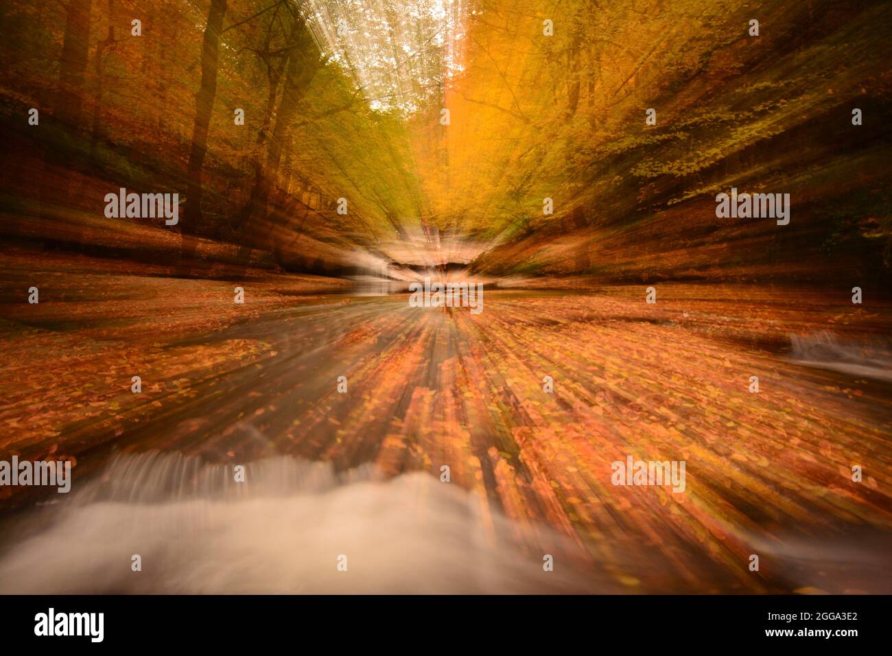 Autumn in the forest, deciduous trees and waterfalls. Defoliation time ...