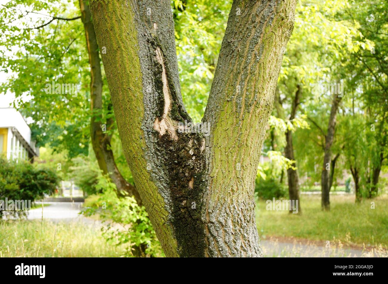 Separated by a branch hi-res stock photography and images - Alamy