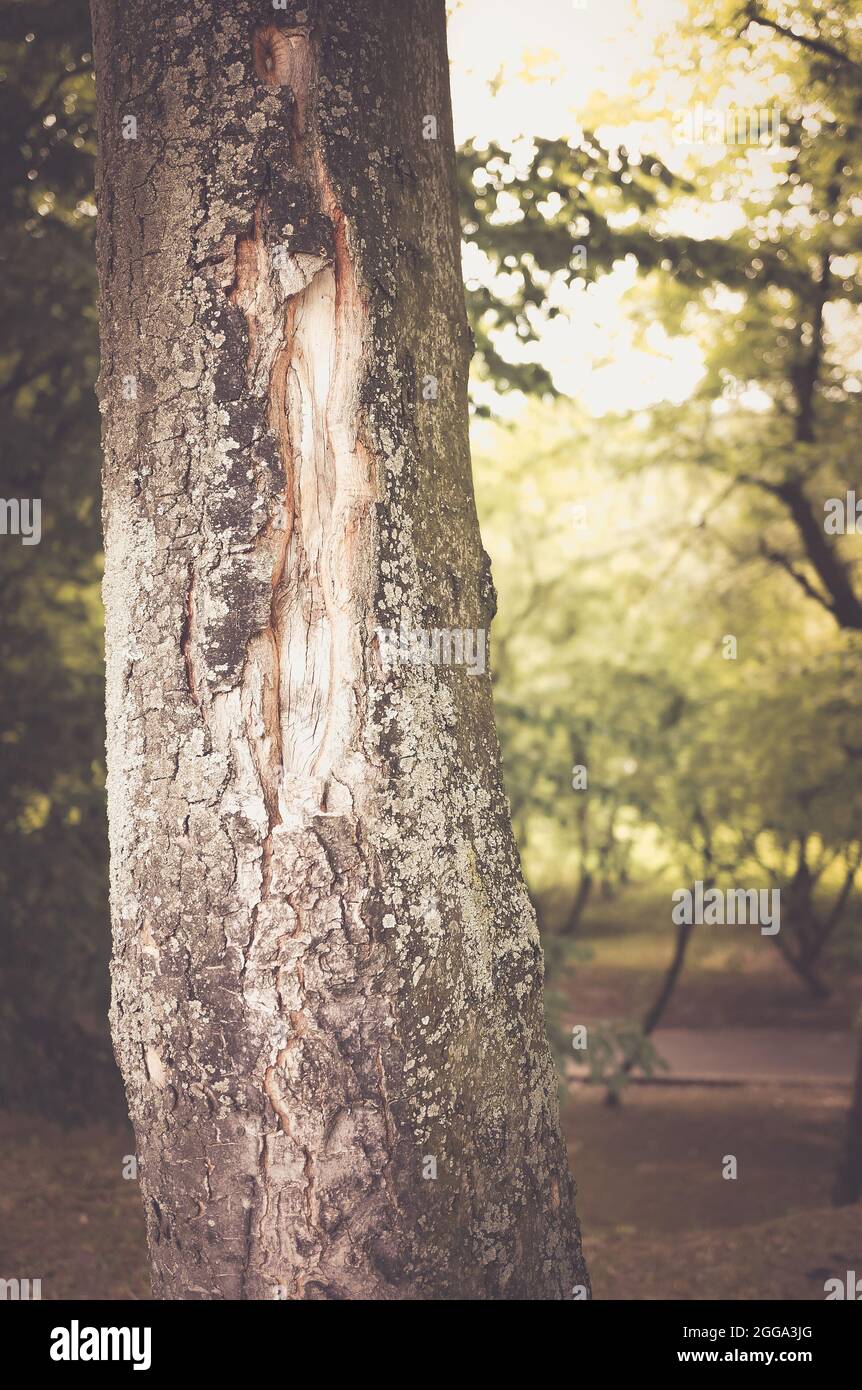 Closeup shot thin trunk hi-res stock photography and images - Alamy