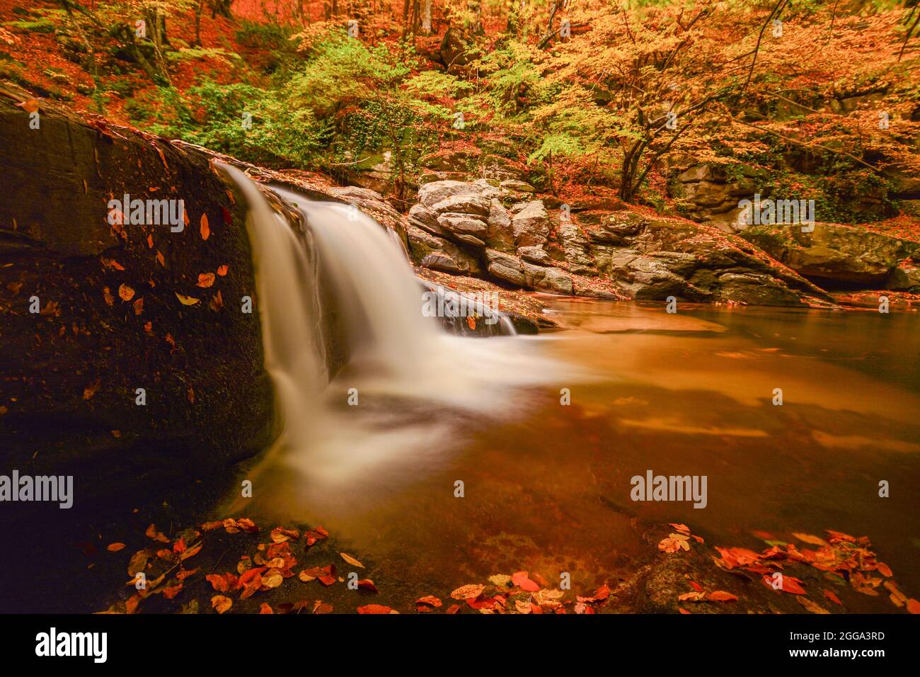 Autumn in the forest, deciduous trees and waterfalls. Defoliation time ...