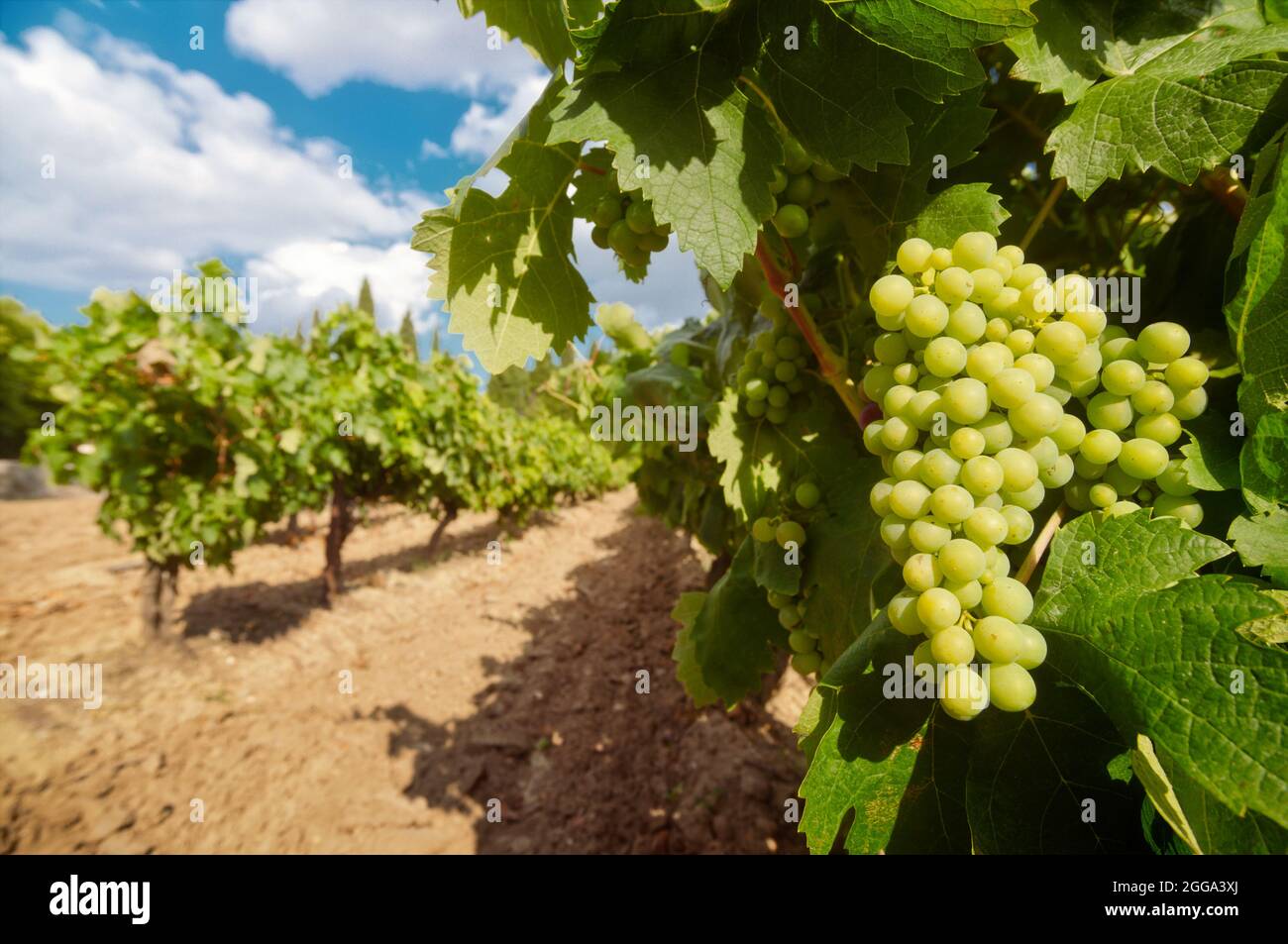 Close up vineyard hi-res stock photography and images - Alamy