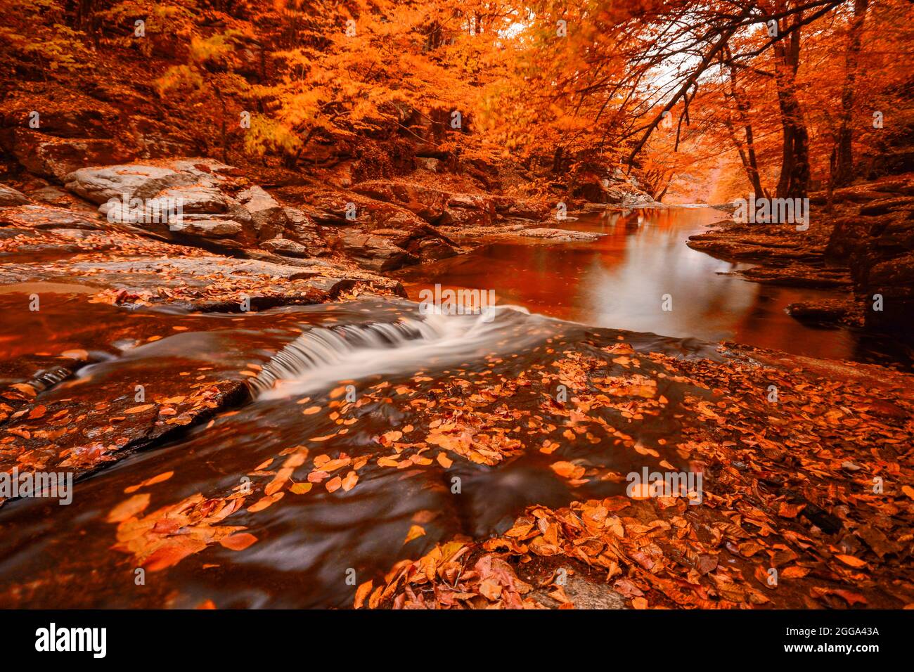 Autumn in the forest, deciduous trees and waterfalls. Defoliation time ...