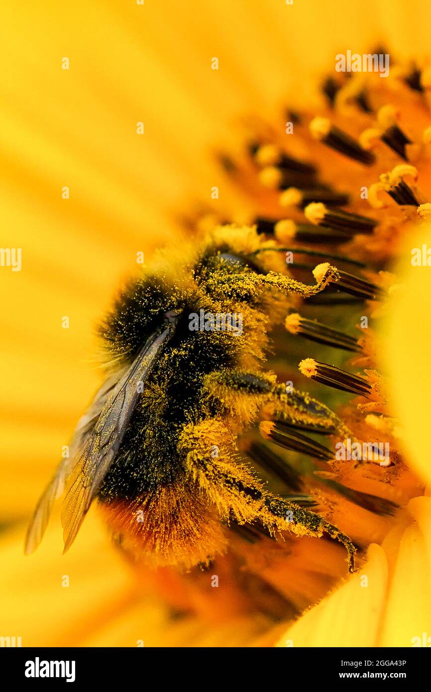 A bumblebee covered with pollen on a sunflower at Becketts Farm in ...