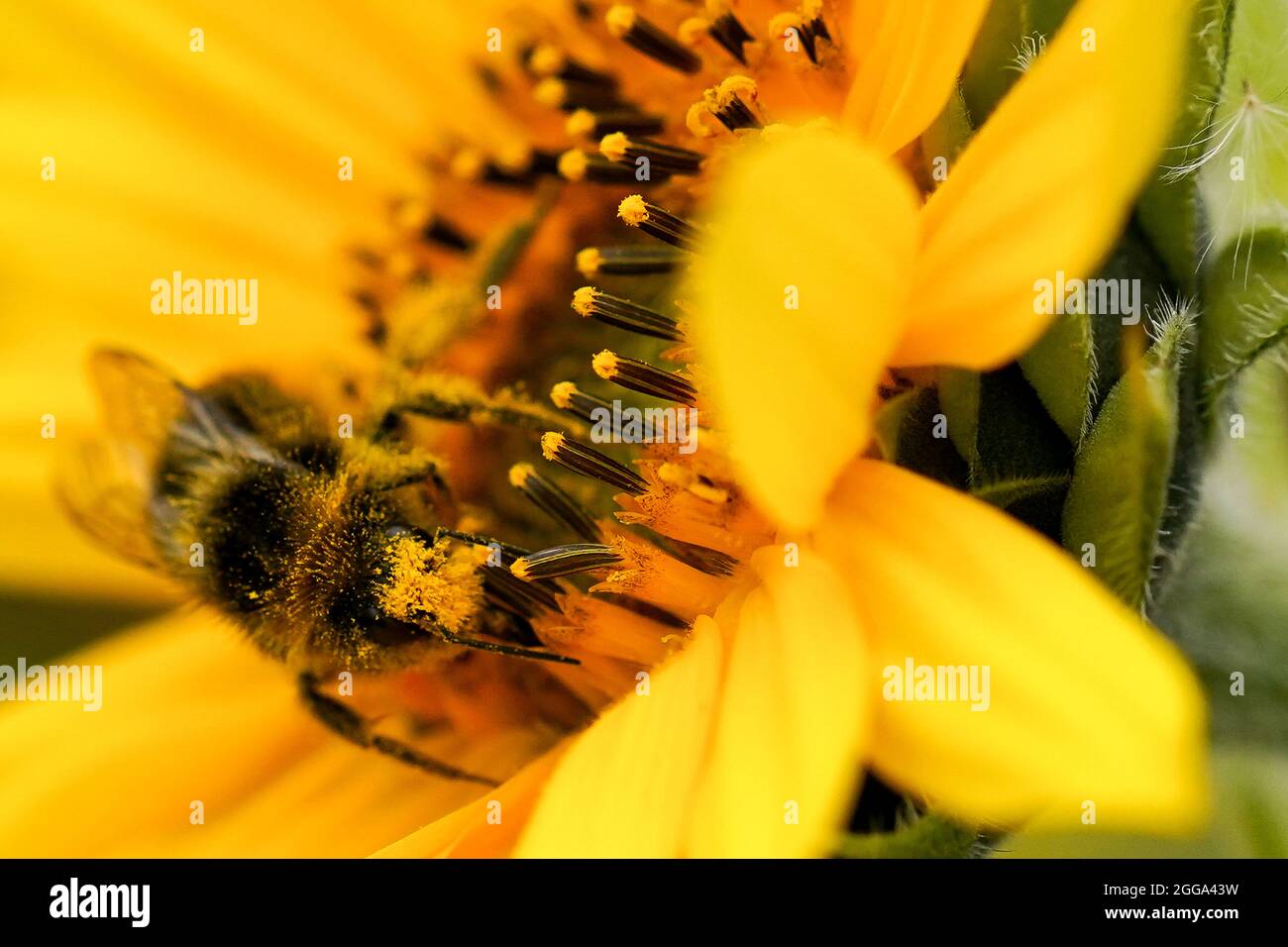 A bumblebee covered with pollen on a sunflower at Becketts Farm in ...
