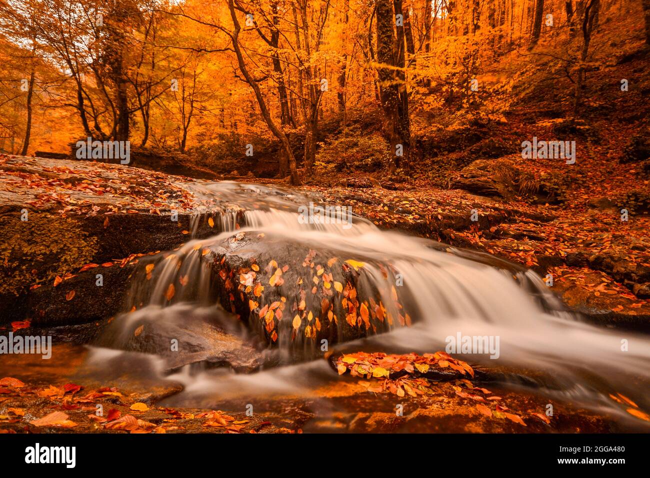 Autumn Deciduous Forest Wallpaper