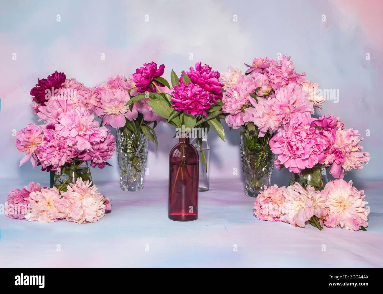 Many delicate multi-colored peonies in various vases on the table ...