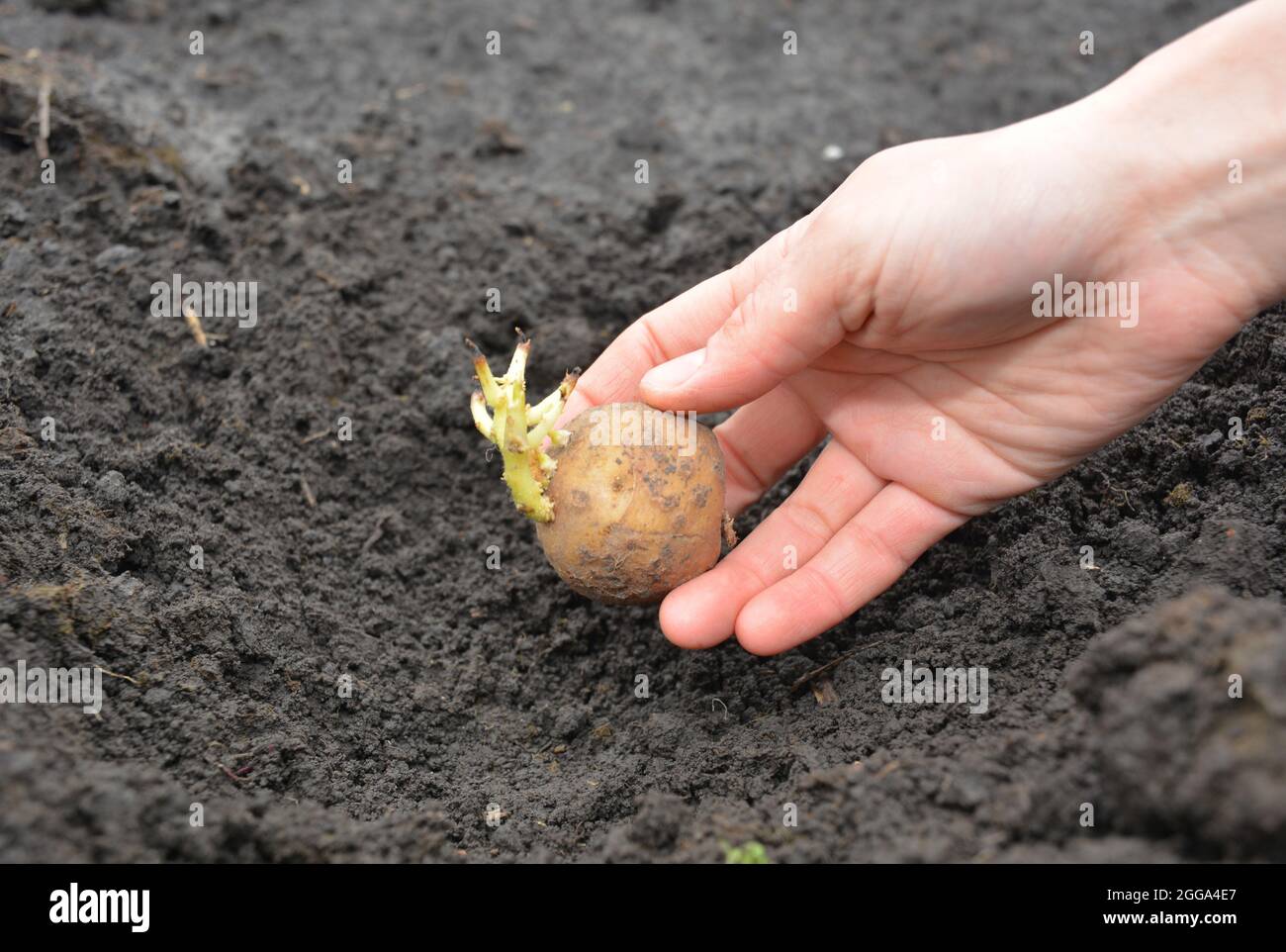 Hole in ground roots hi-res stock photography and images - Alamy
