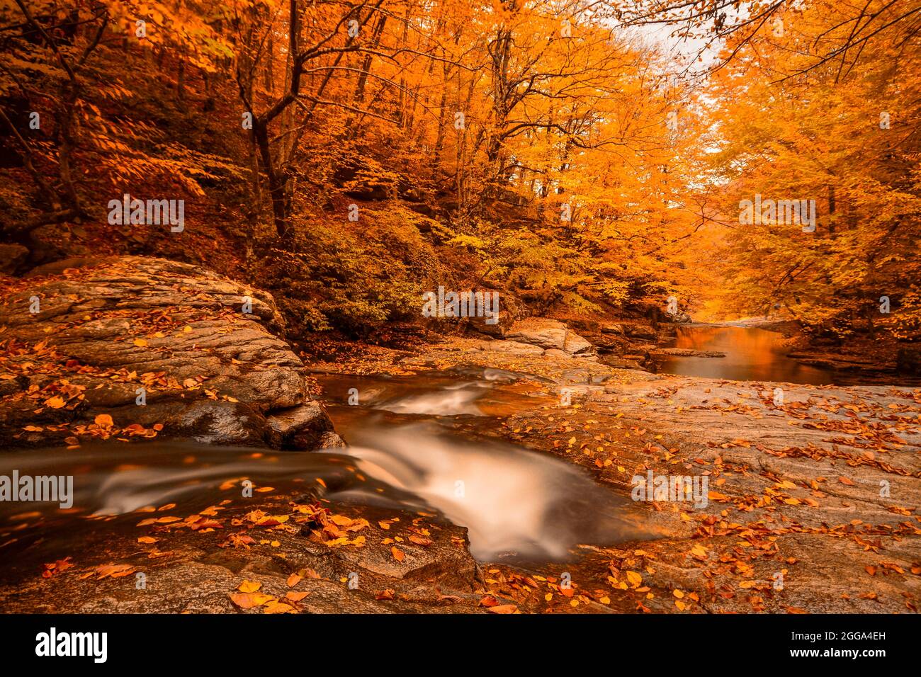 Autumn in the forest, deciduous trees and waterfalls. Defoliation time ...