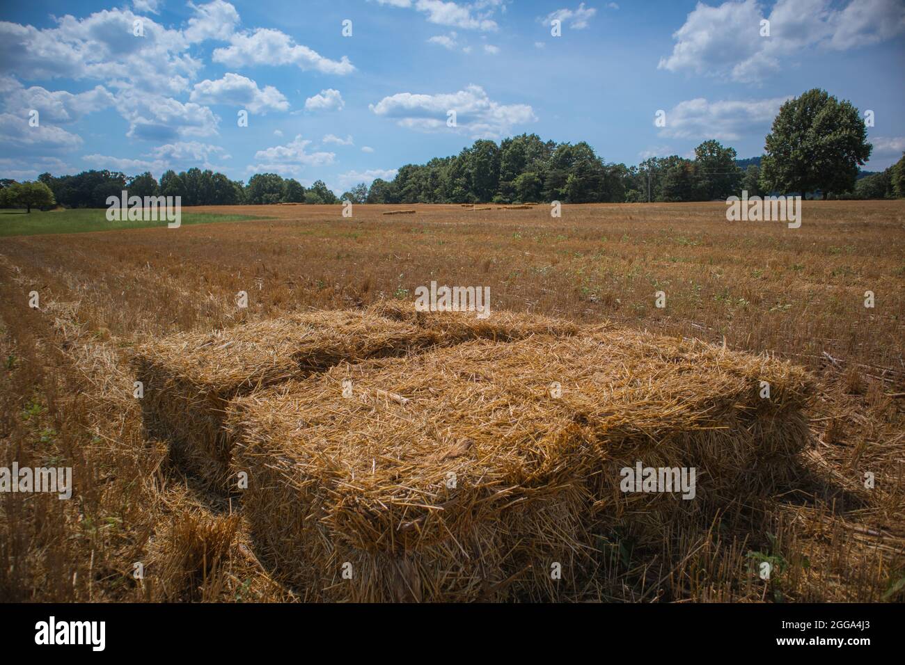 Rectangle bales of hay hi-res stock photography and images - Alamy
