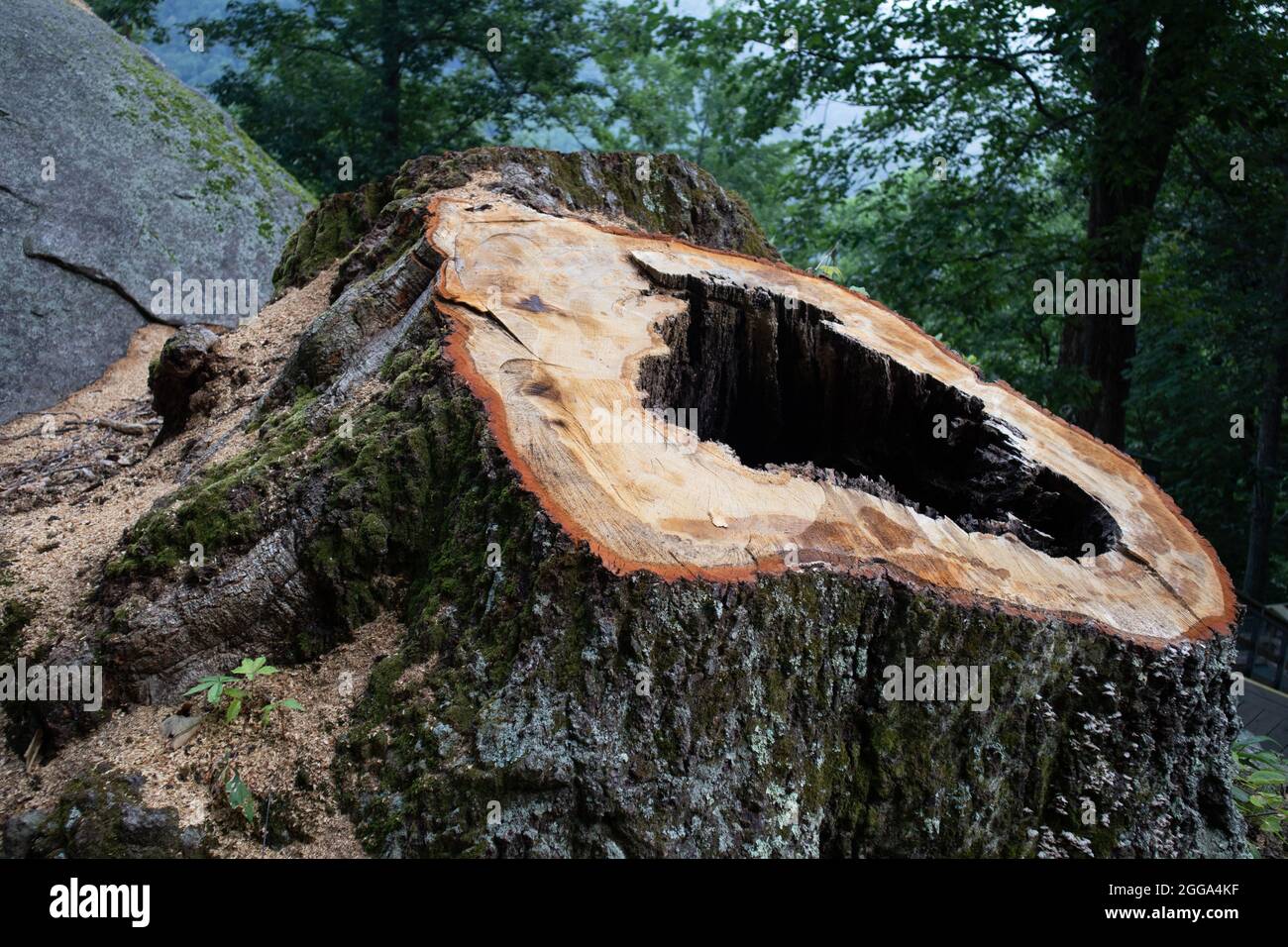 Massive stump hi-res stock photography and images - Alamy