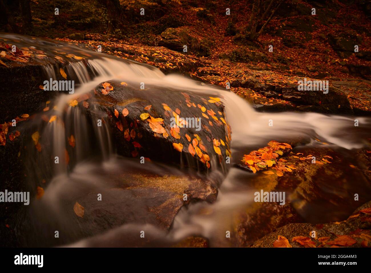 Autumn in the forest, deciduous trees and waterfalls. Defoliation time ...