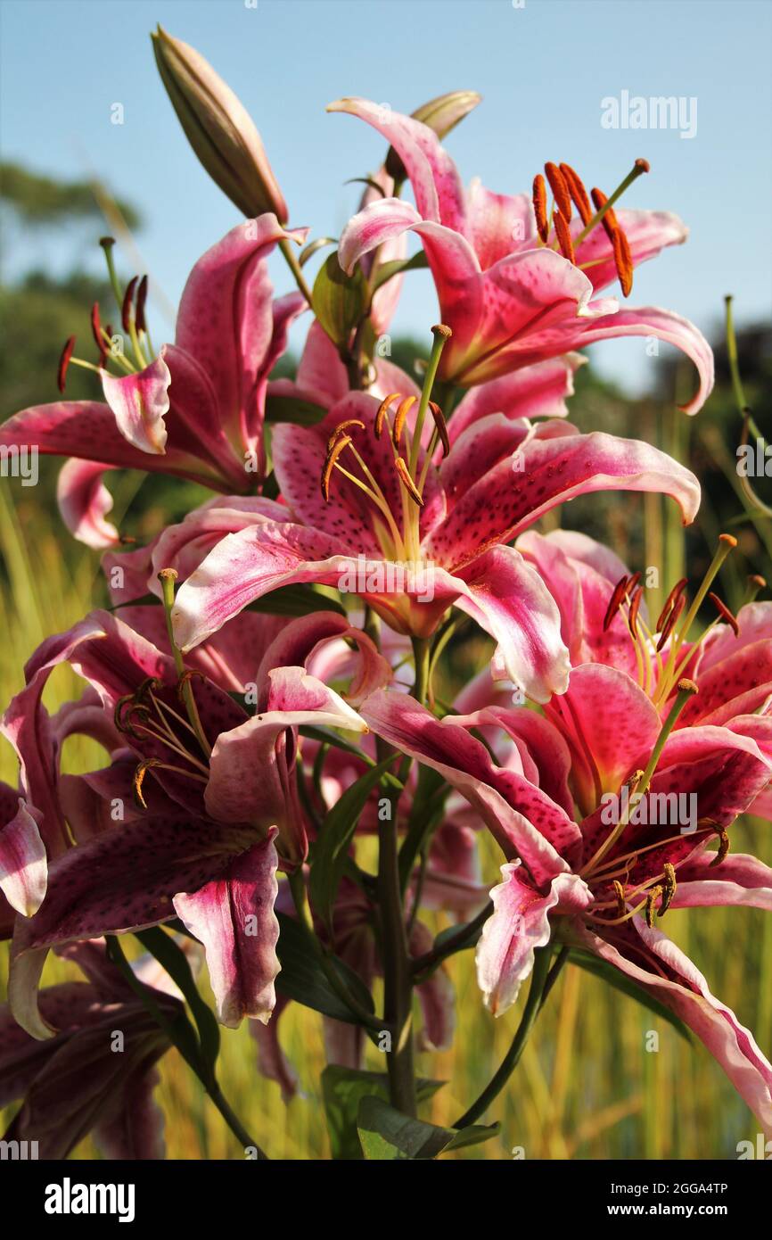 Beautiful pink lilly Stock Photo - Alamy