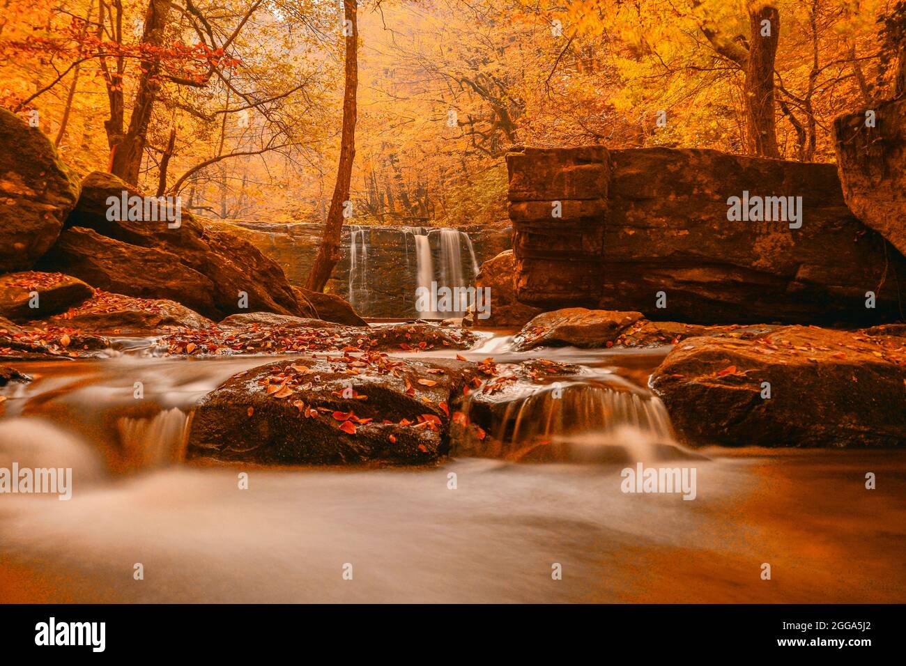 Autumn in the forest, deciduous trees and waterfalls. Defoliation time ...