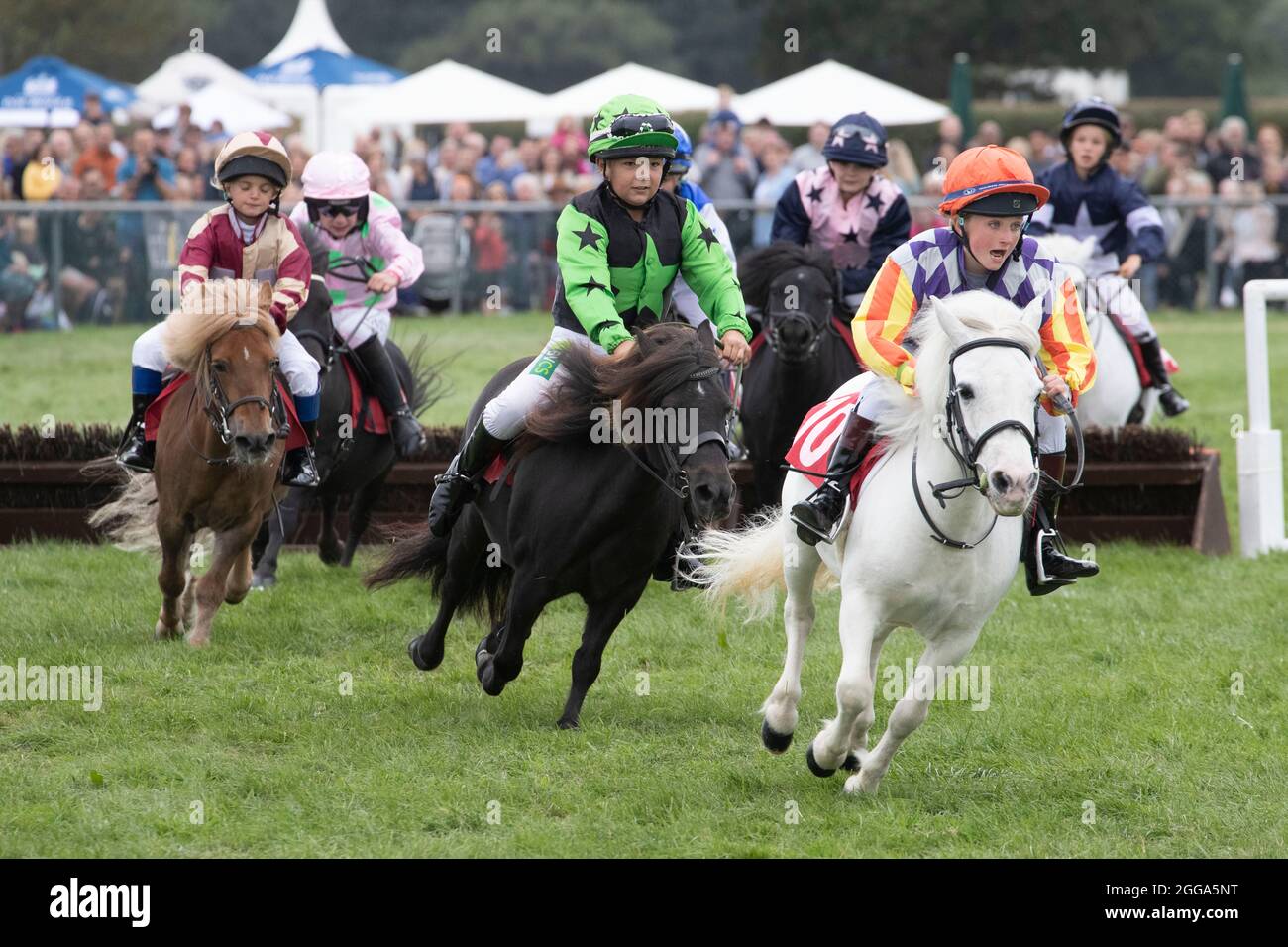 Shetland grand national hi-res stock photography and images - Alamy