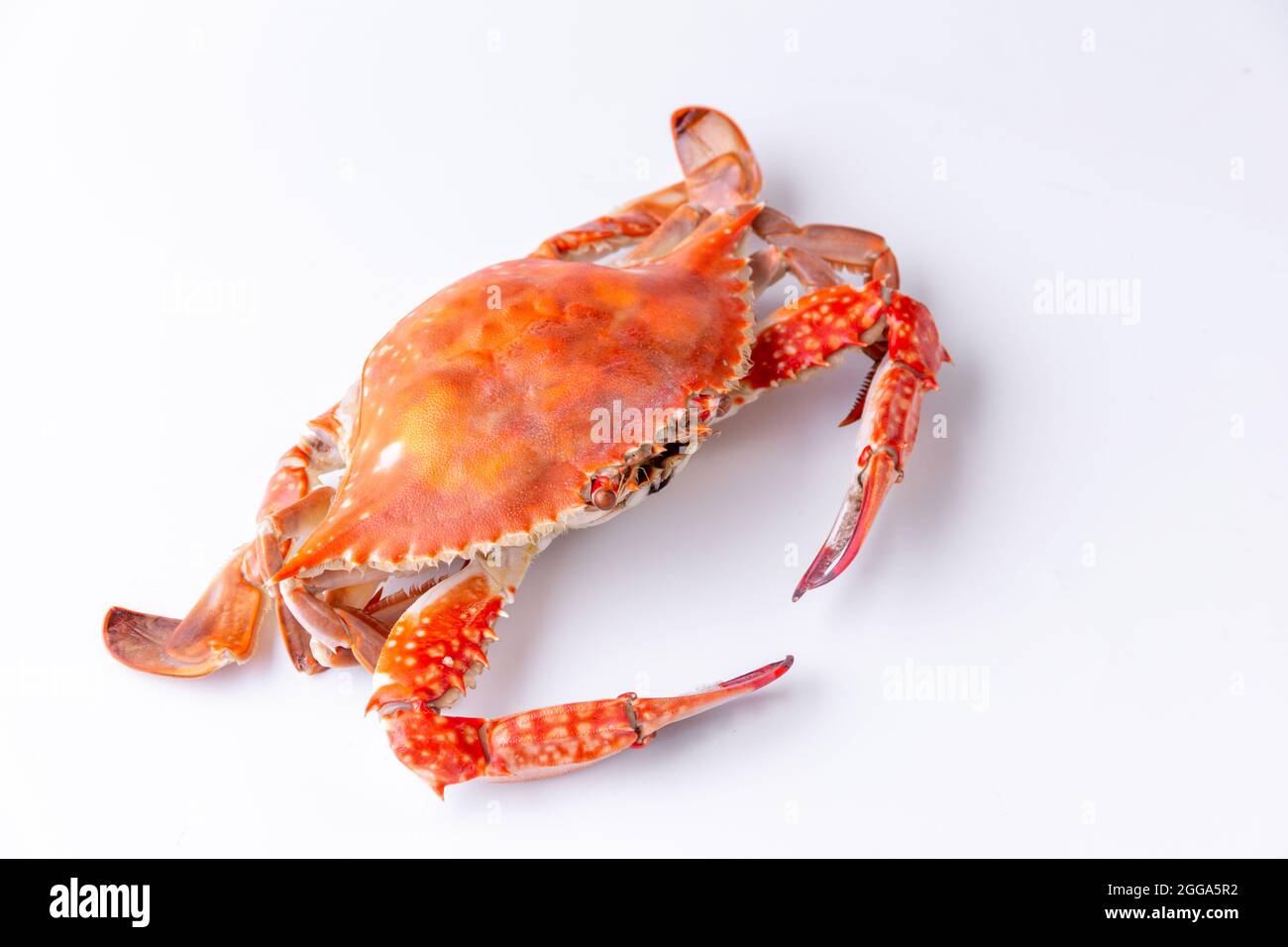 Cooked crabs on white background Stock Photo - Alamy