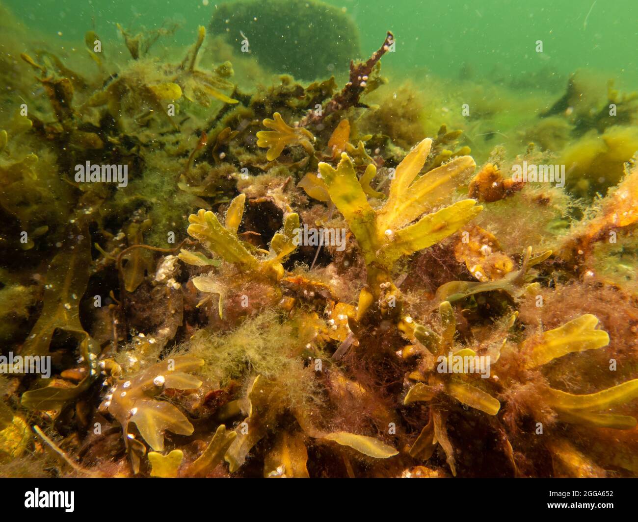 Closeup of Fucus vesiculosus, common names bladderwrack, black tang ...