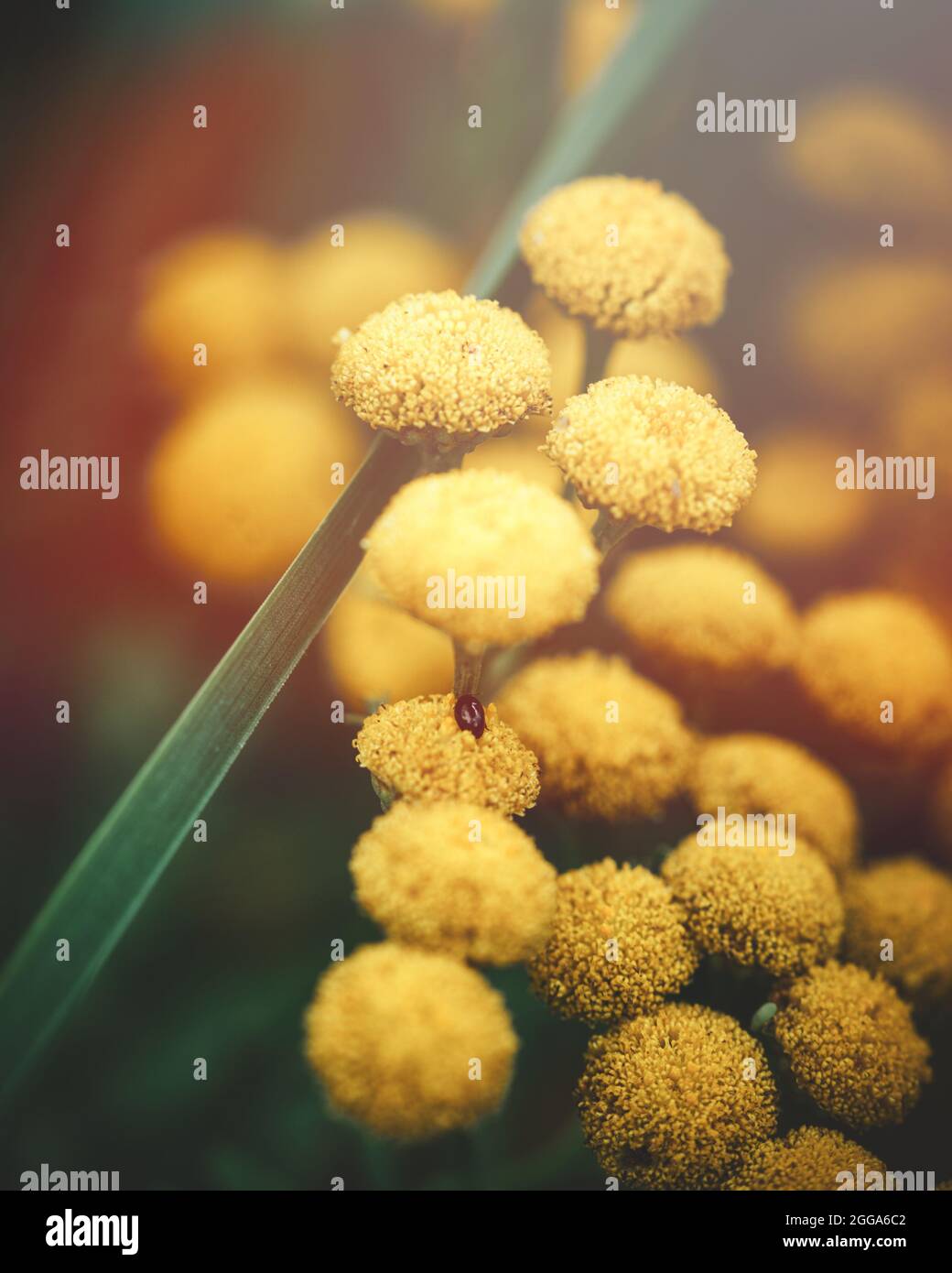Flowers and Insects in an natural symbiosis. High quality photo Stock ...