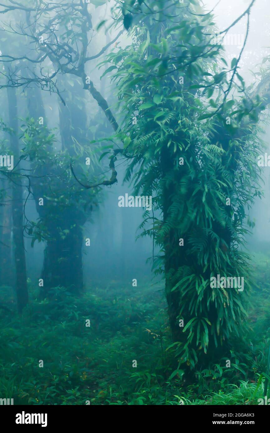 Landscape of pure tropical rainforest in rain season. Green tropical ...