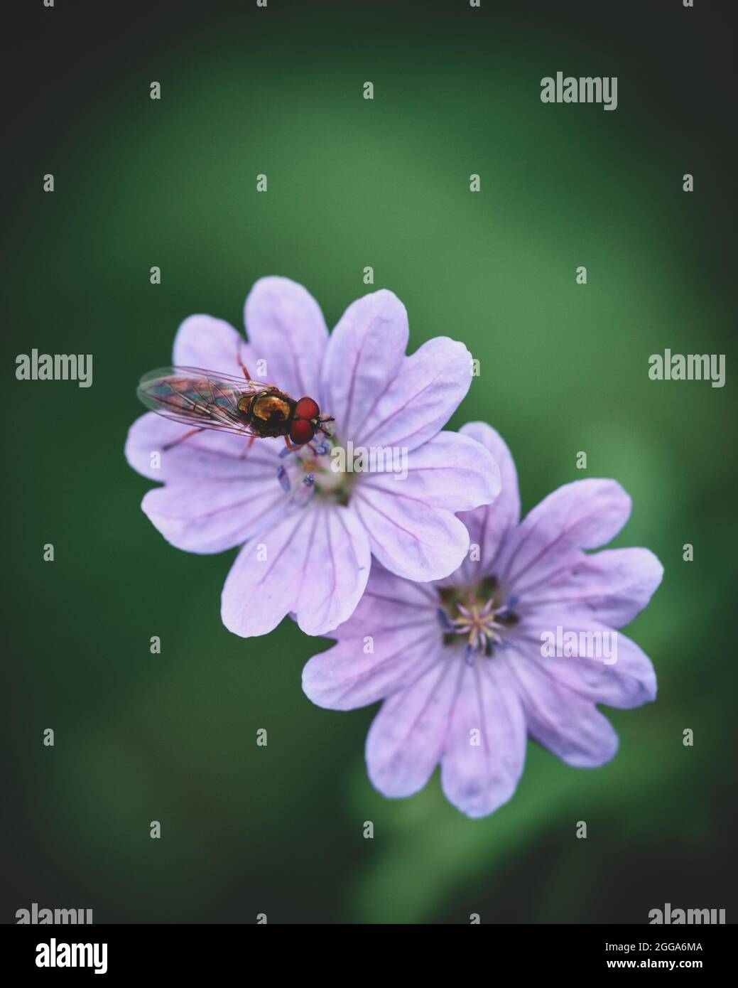Flowers and Insects in an natural symbiosis. High quality photo Stock ...