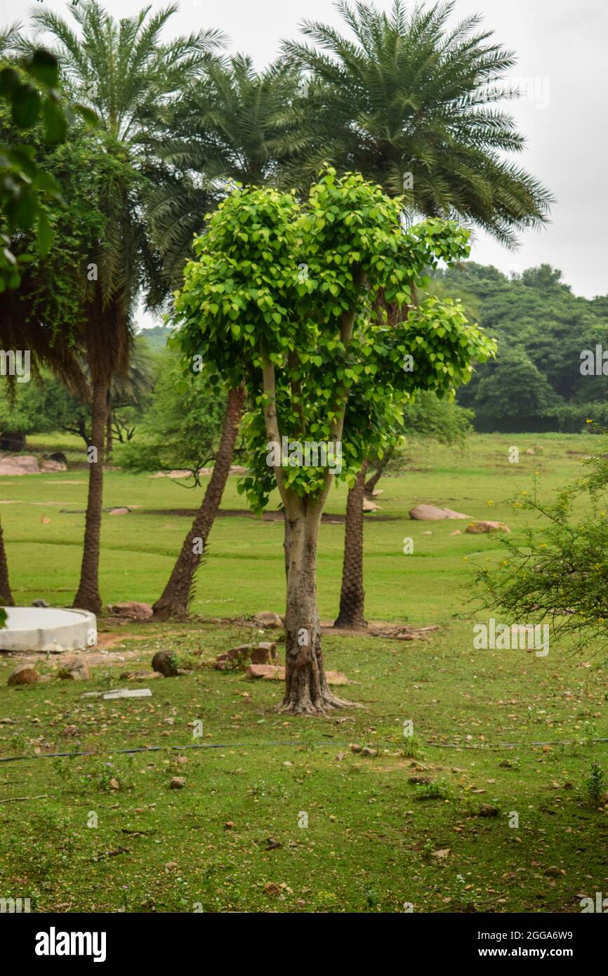 Deep Natural Autumn forest/Jungle In India Big Trees And Tree Branches ...