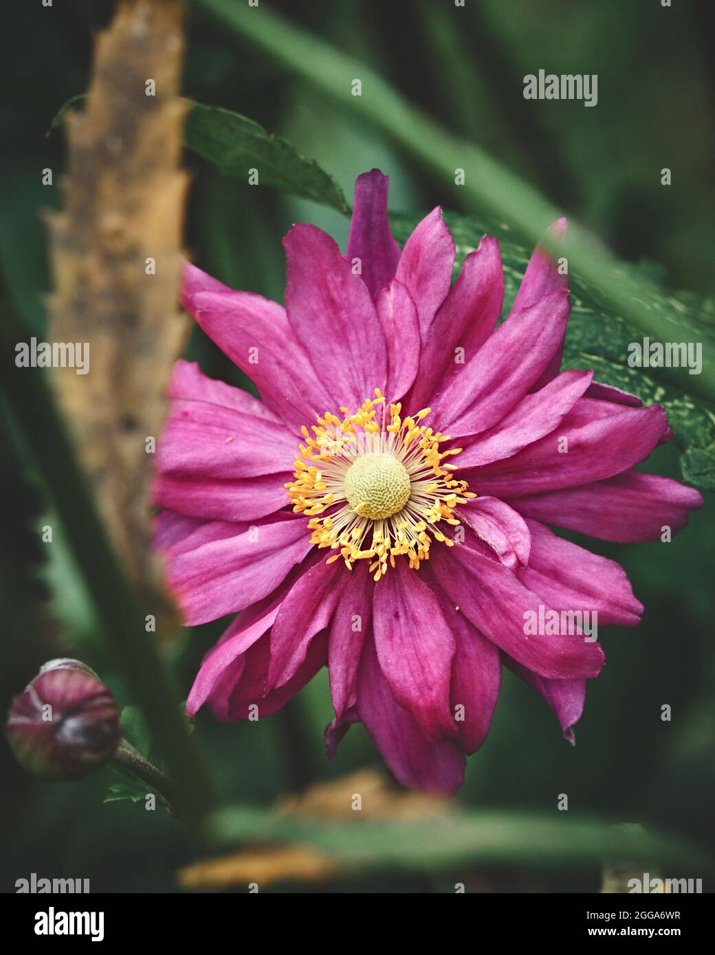Flowers and Insects in an natural symbiosis. High quality photo Stock ...